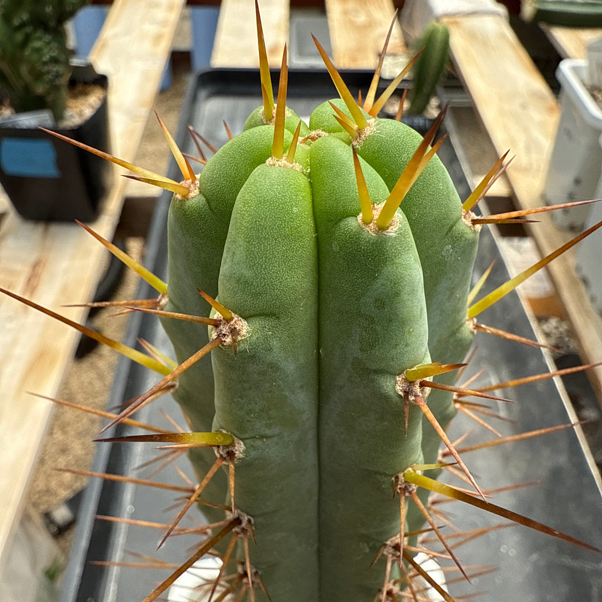 SS02 x Sharxx Blue (Rooted Plants) – San Pedro Depot