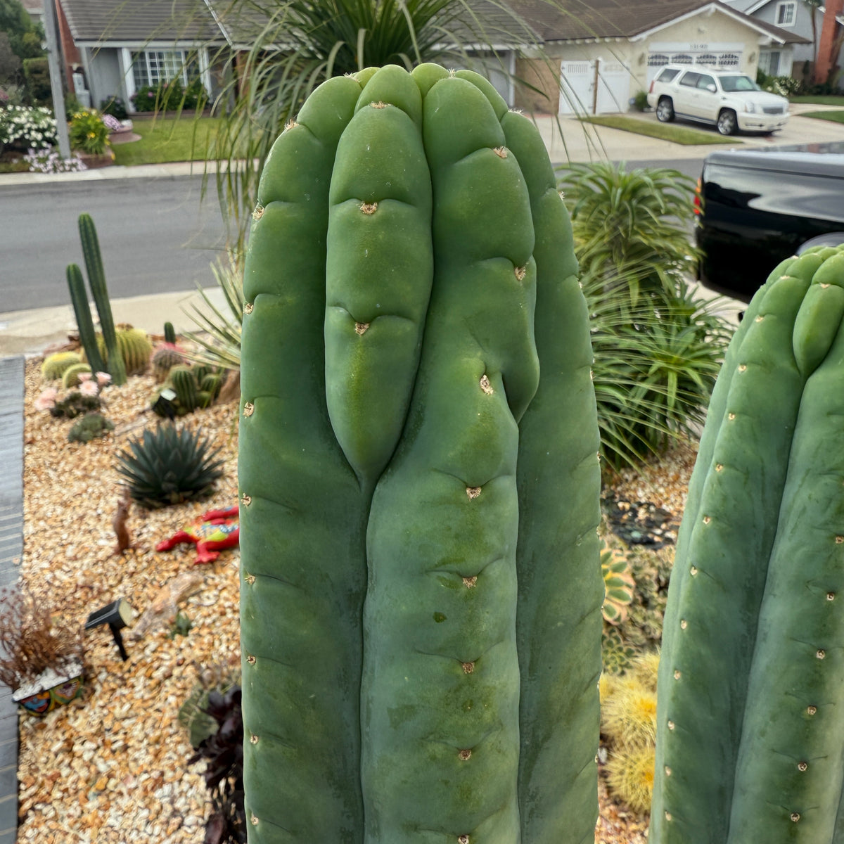 Huarazensis (Malo) (Cuttings) – San Pedro Depot