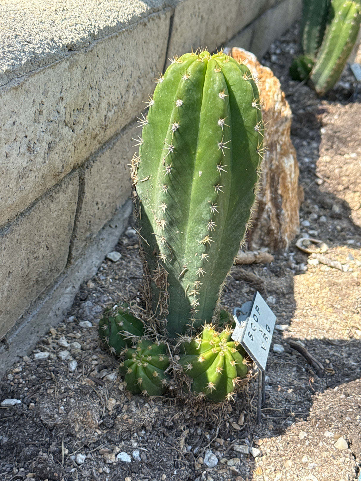 Scop x VRG (Rooted Plants) – San Pedro Depot