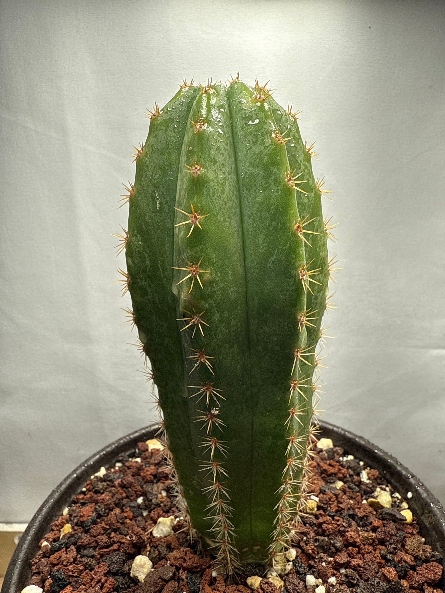 Scop x VRG (Rooted Plants) – San Pedro Depot