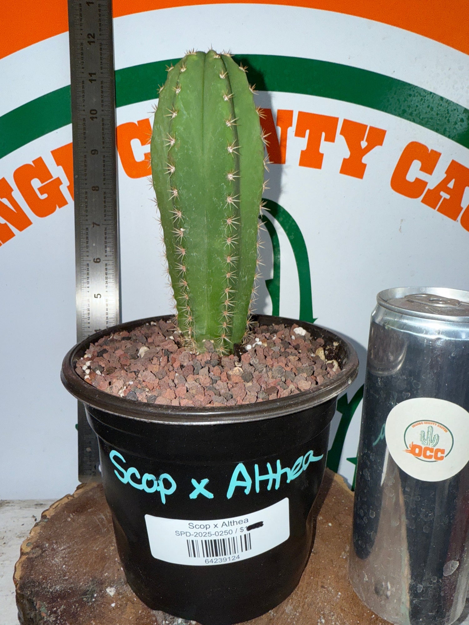 Scop x VRG (Rooted Plants) – San Pedro Depot